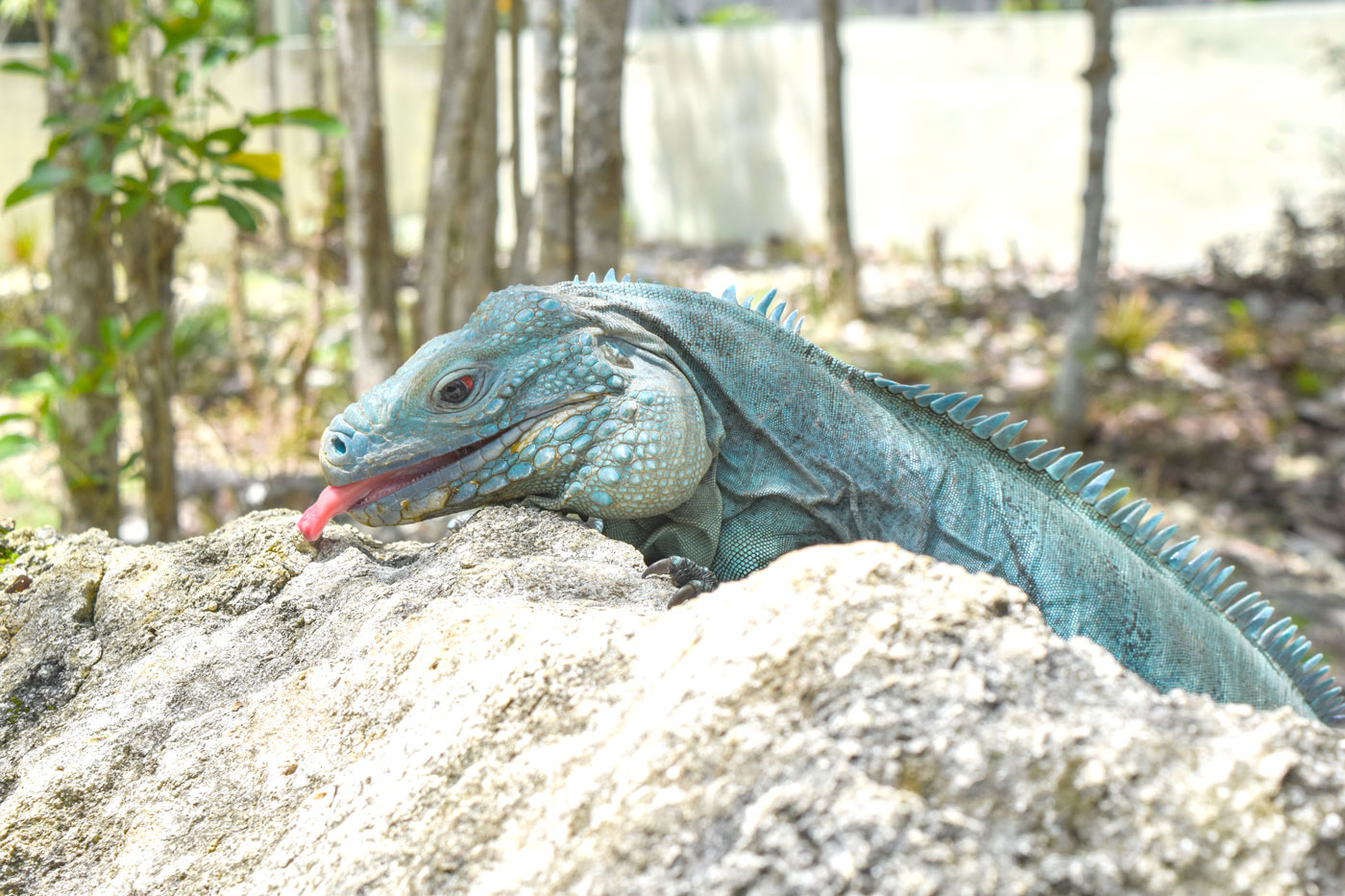 Blue iguanas have an extra 10 acres to roam - Cayman Compass
