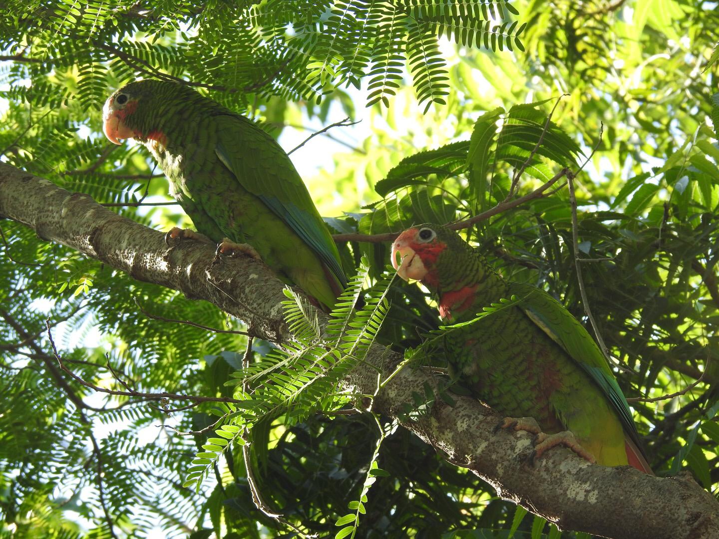 First birds released from new parrot sanctuary - Cayman Compass