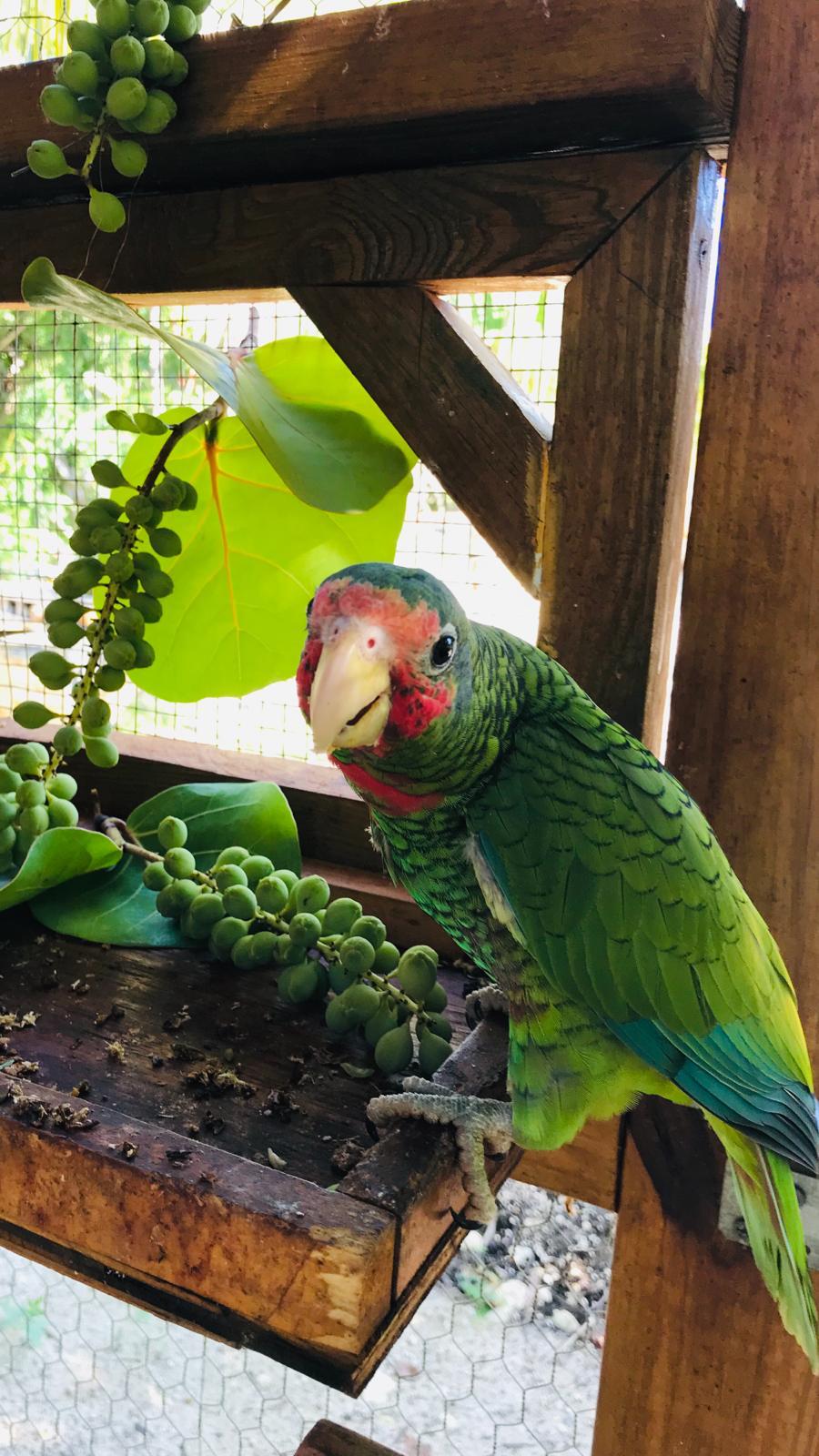 First birds released from new parrot sanctuary - Cayman Compass