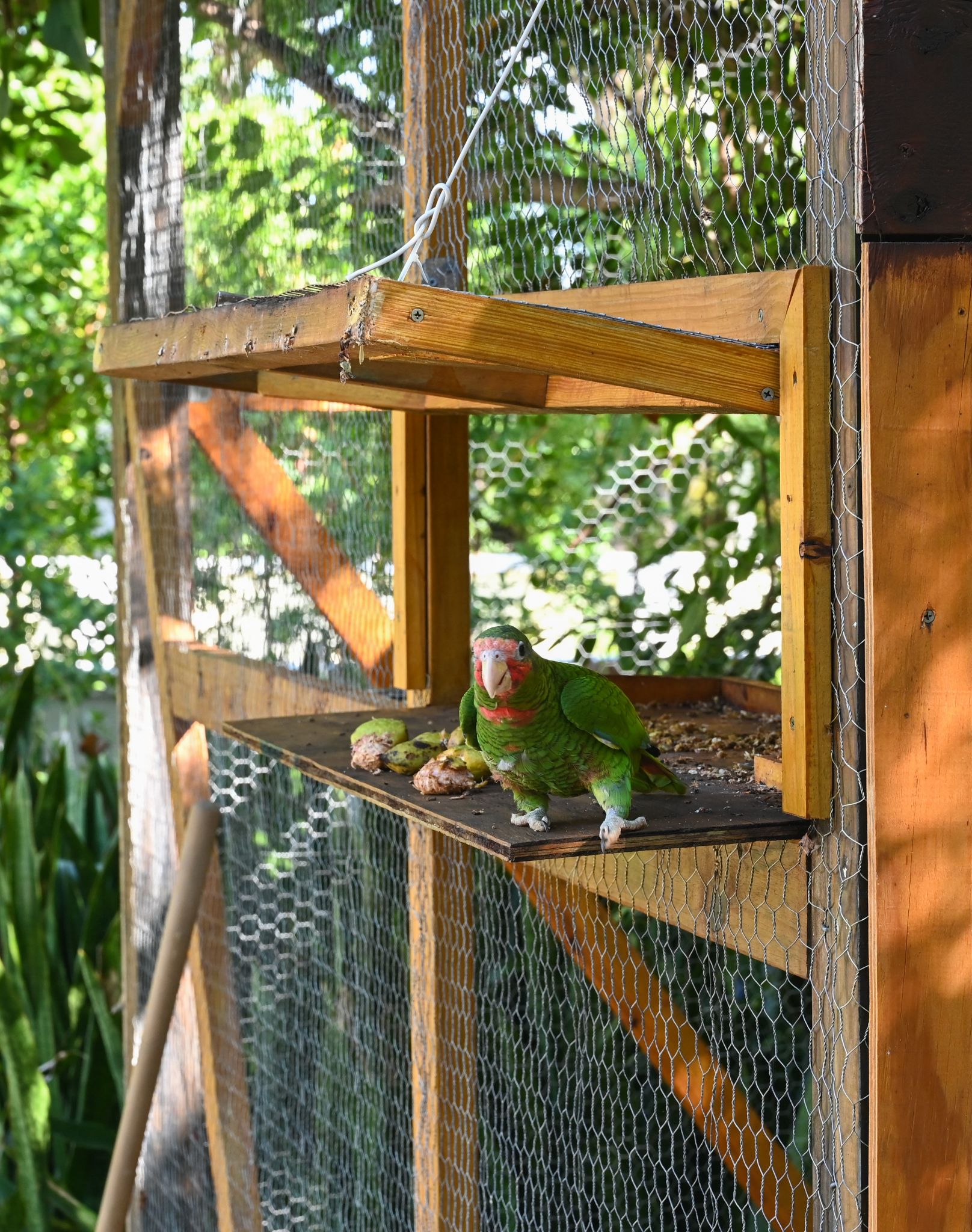 First birds released from new parrot sanctuary - Cayman Compass