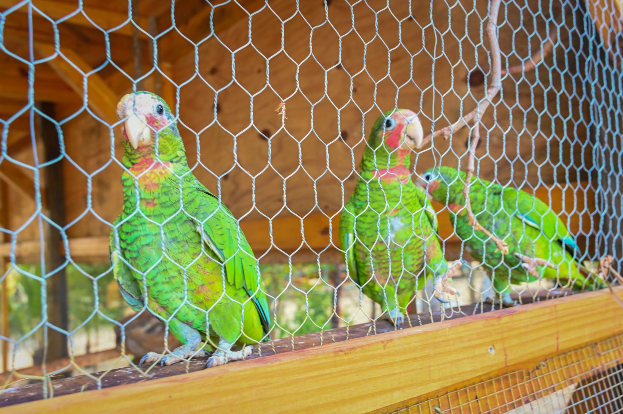 First birds released from new parrot sanctuary - Cayman Compass