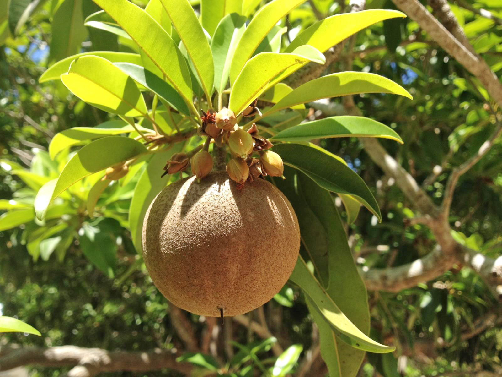 Cayman's native fruit - naseberry - Cayman Compass