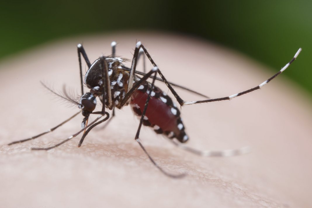 Why mosquitoes prefer to bite some people over others - Cayman Compass