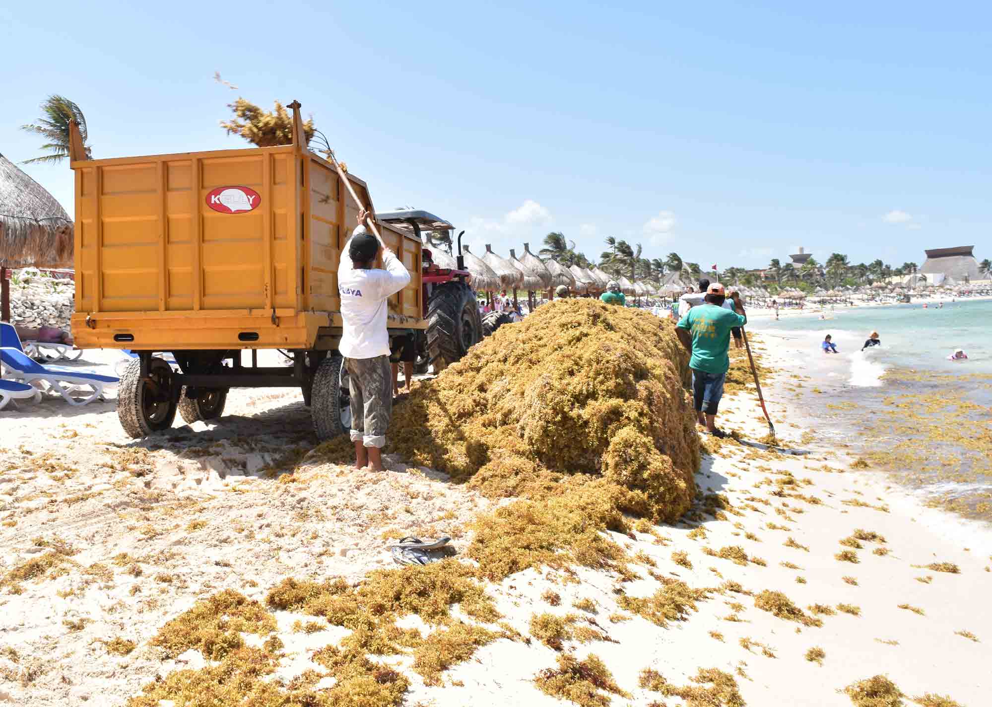 Mexican Caribbean entangled in seaweed invasion - Cayman Compass
