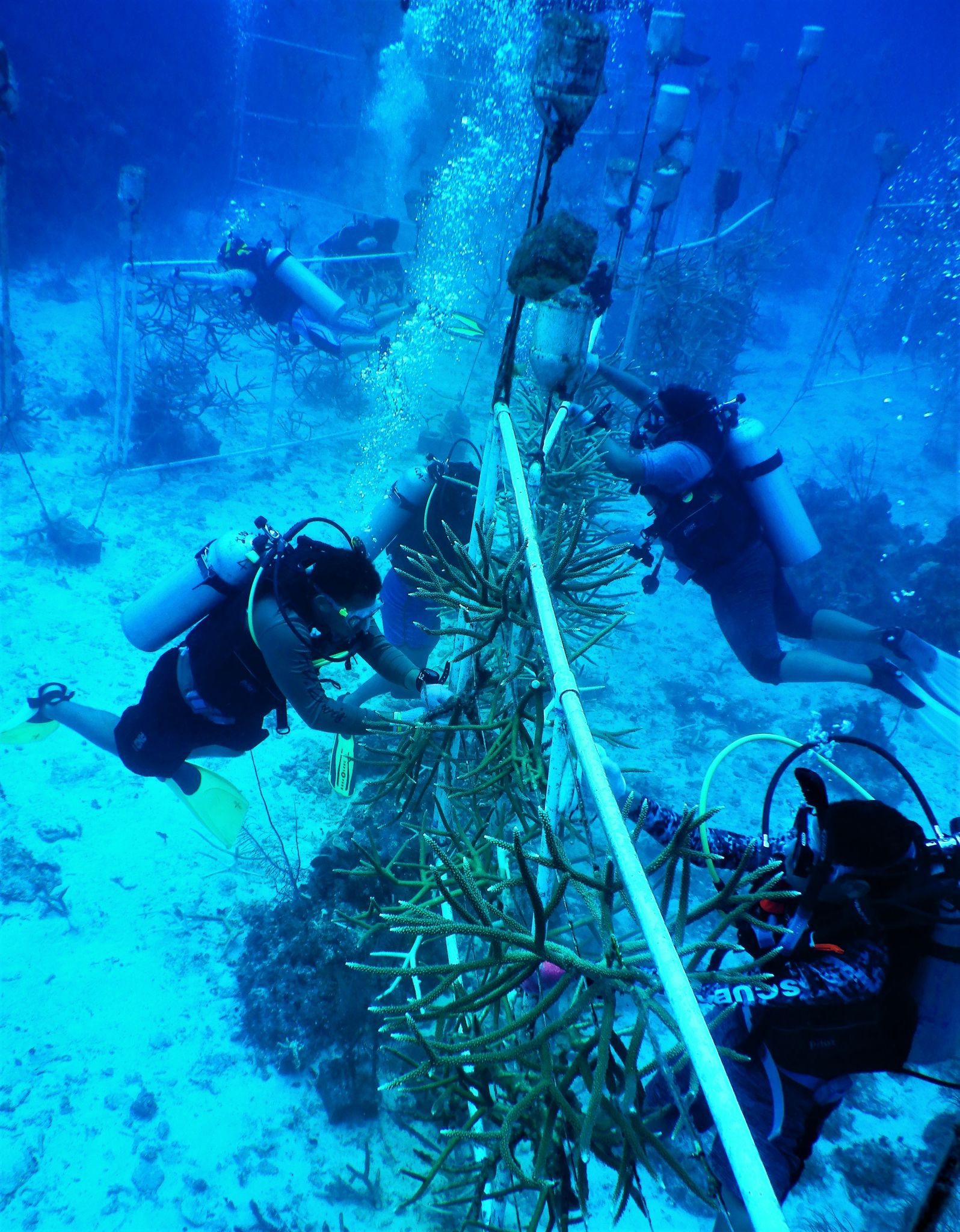 CCMI programme inspires students - Cayman Compass