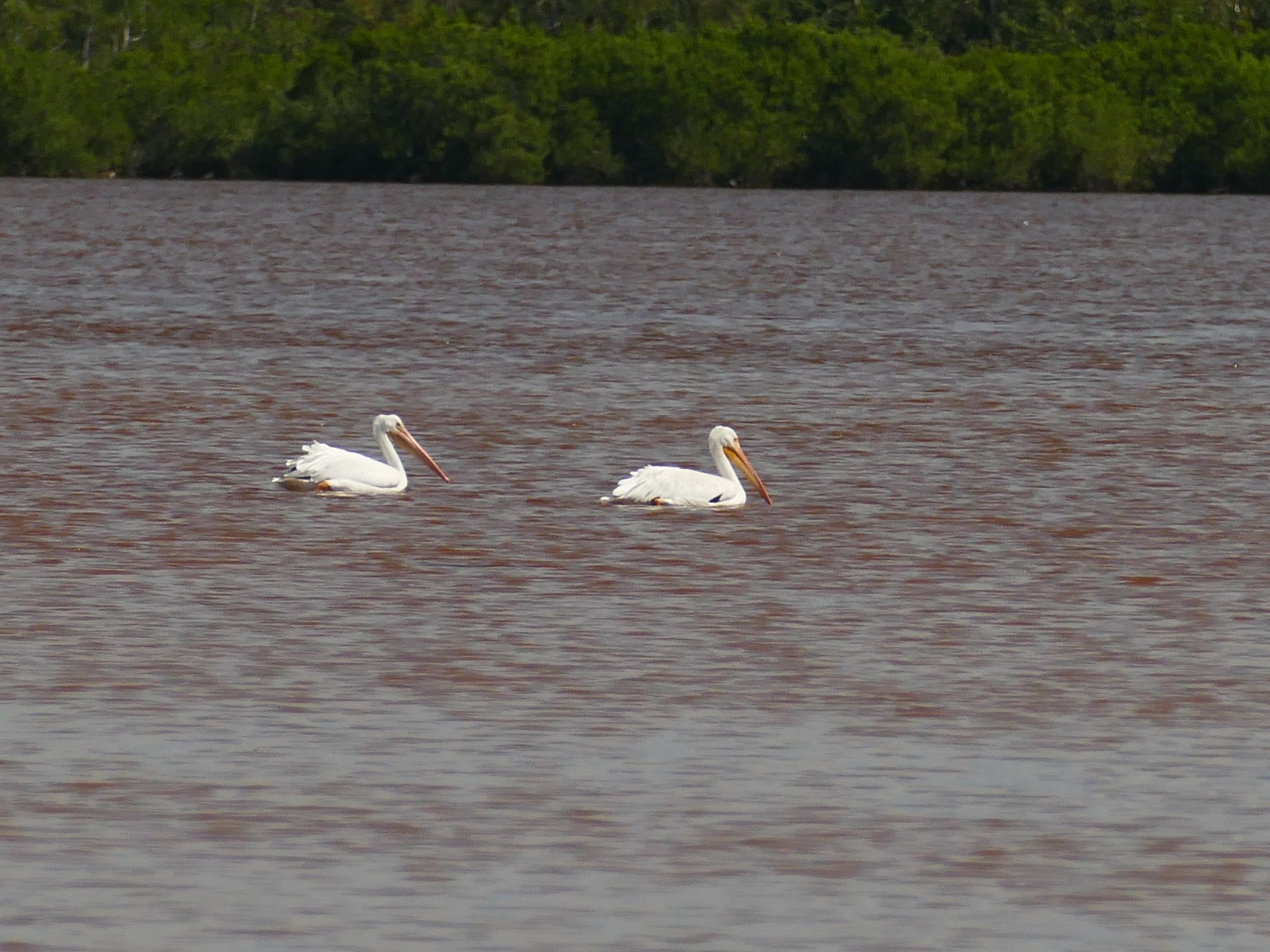 Rare pelican sighting attracts birders to North Side - Cayman Compass