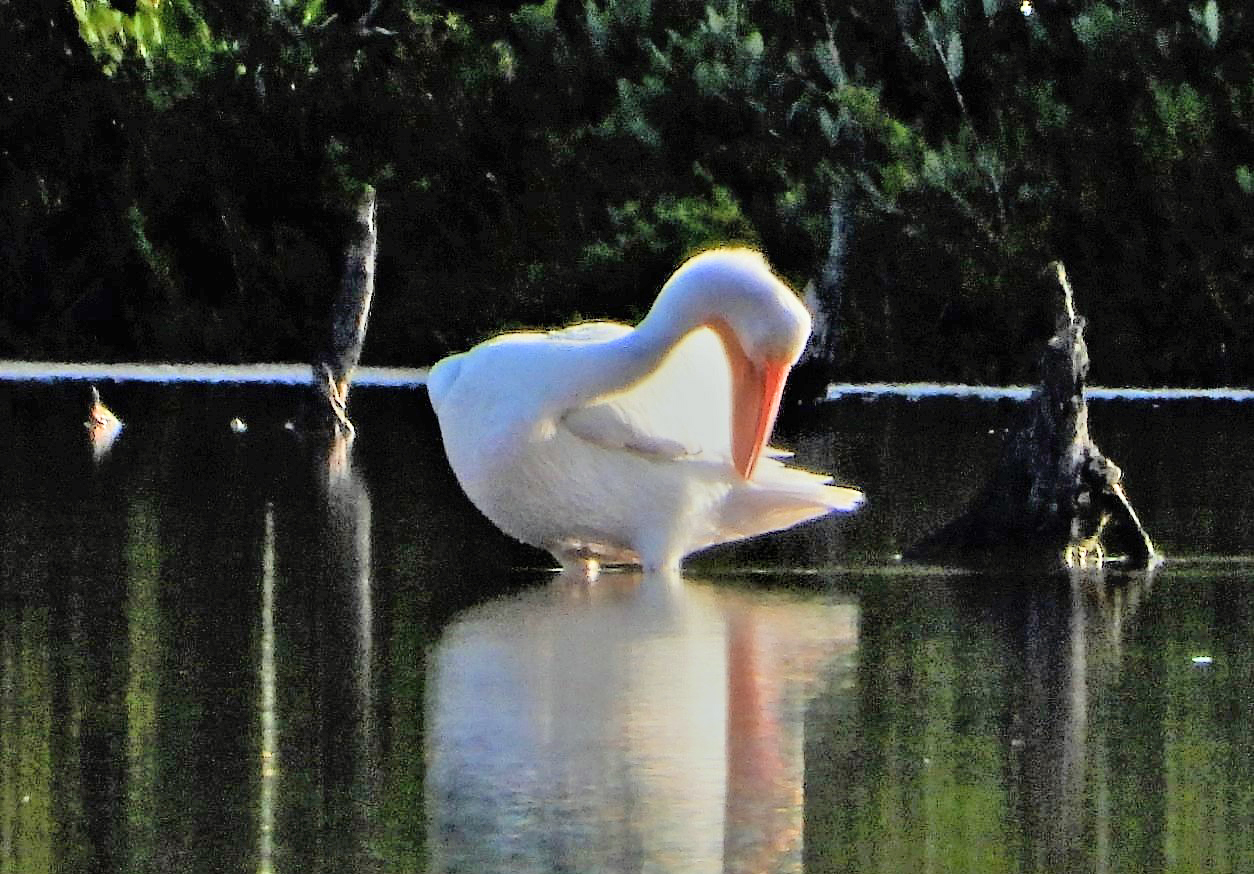 Rare pelican sighting attracts birders to North Side - Cayman Compass