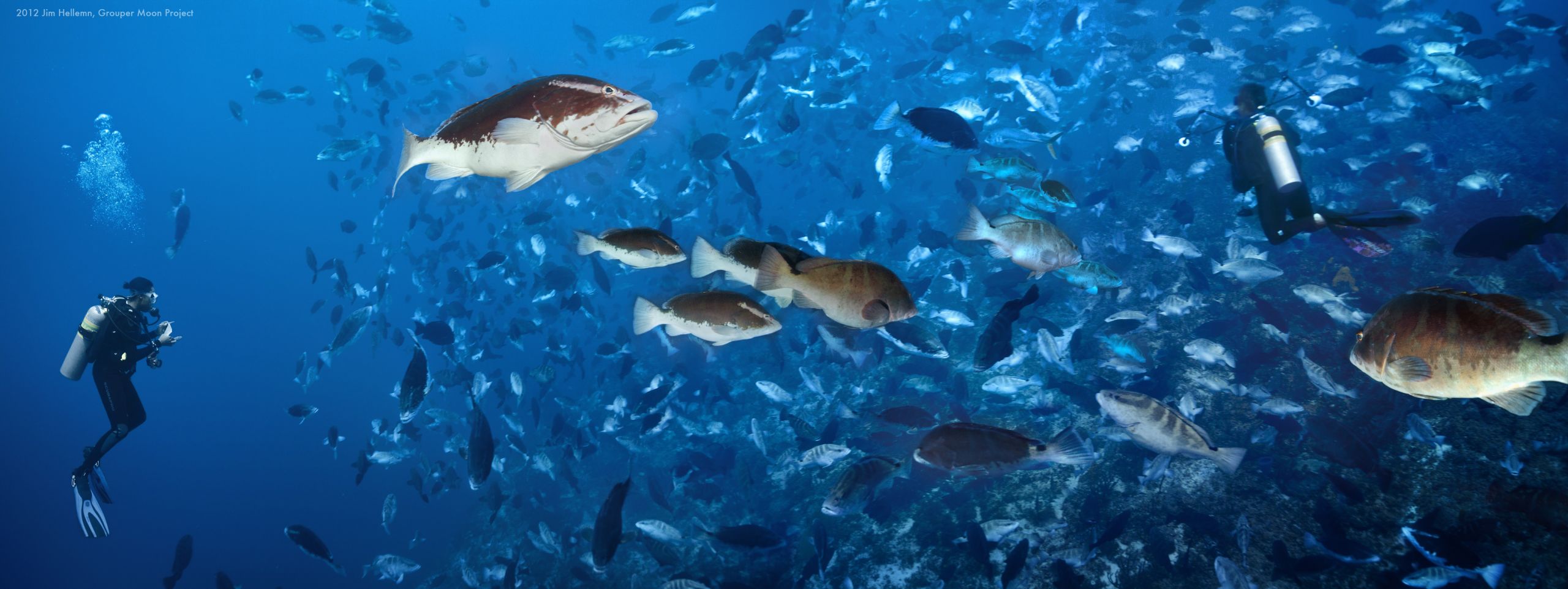 Grouper Moon spawning to be broadcast live - Cayman Compass