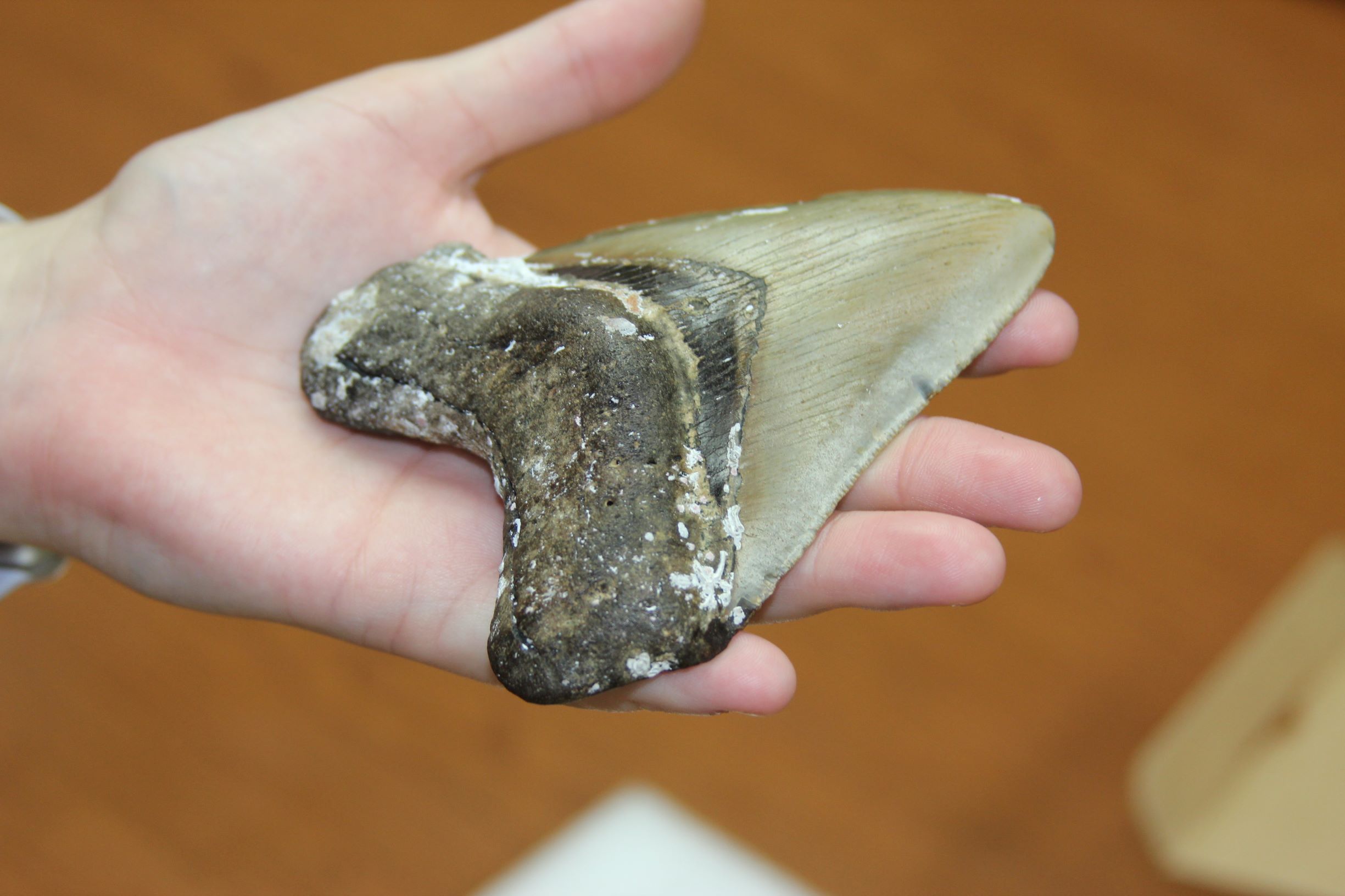 Megalodon tooth found in Cayman - Cayman Compass