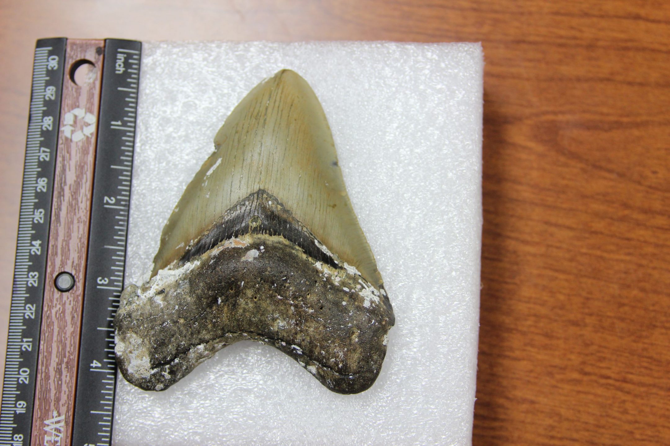Megalodon tooth found in Cayman - Cayman Compass