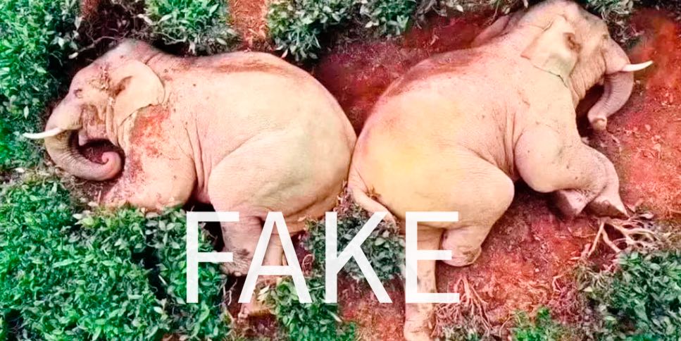 Coronavirus myths: Drunk elephants and anti-malarial drugs - Cayman Compass