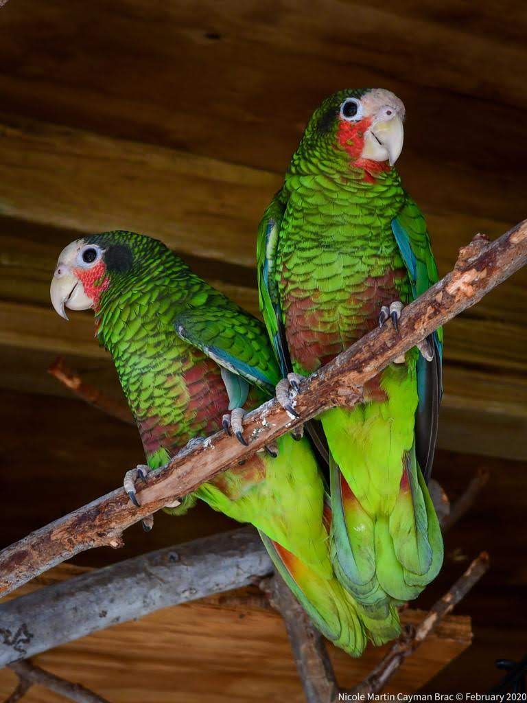 Pair of parrots - Cayman Compass