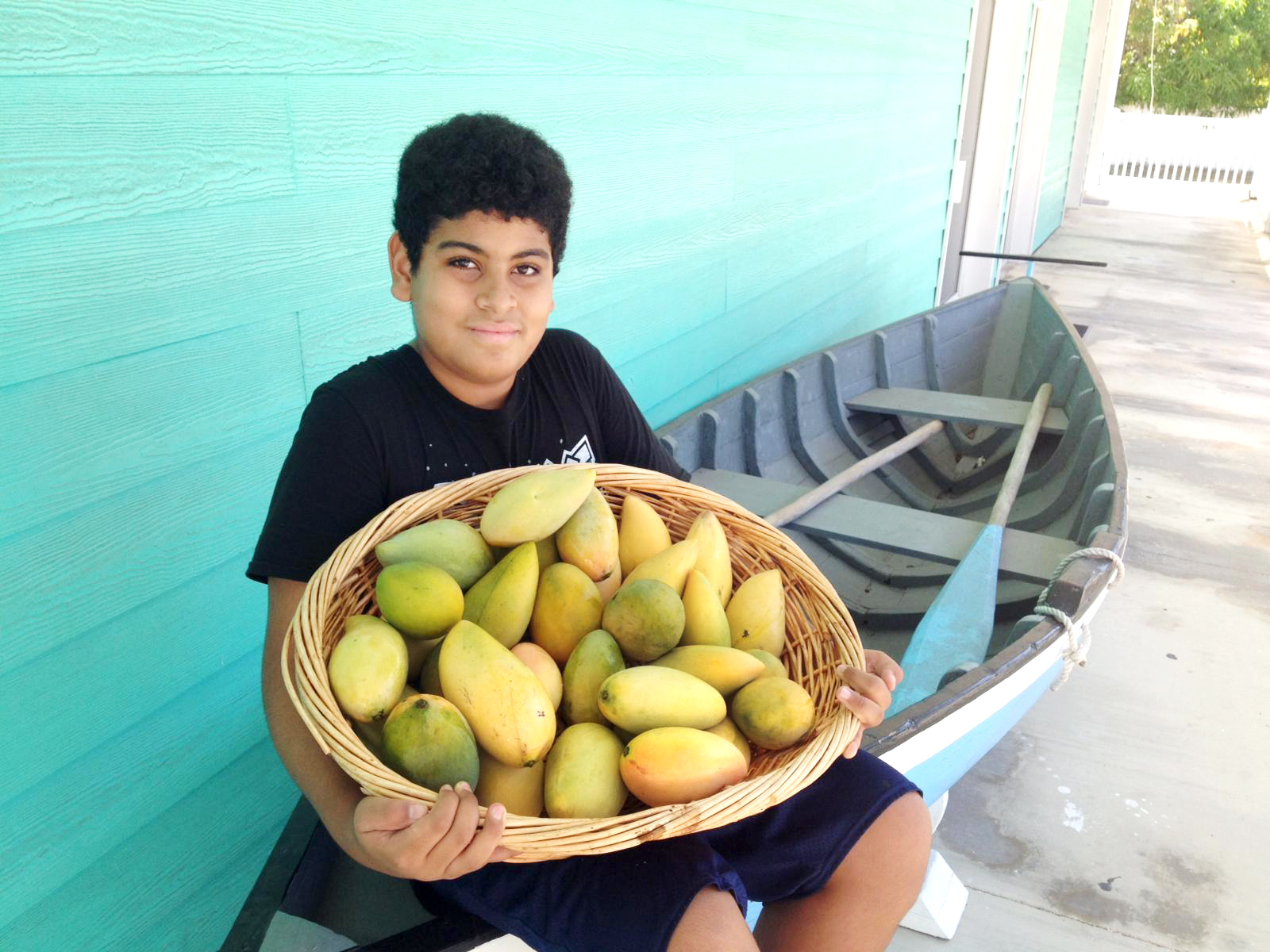 Bumper season predicted for mangoes - Cayman Compass