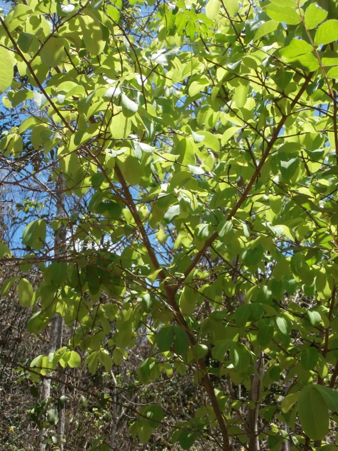 National Trust urges native tree planting - Cayman Compass