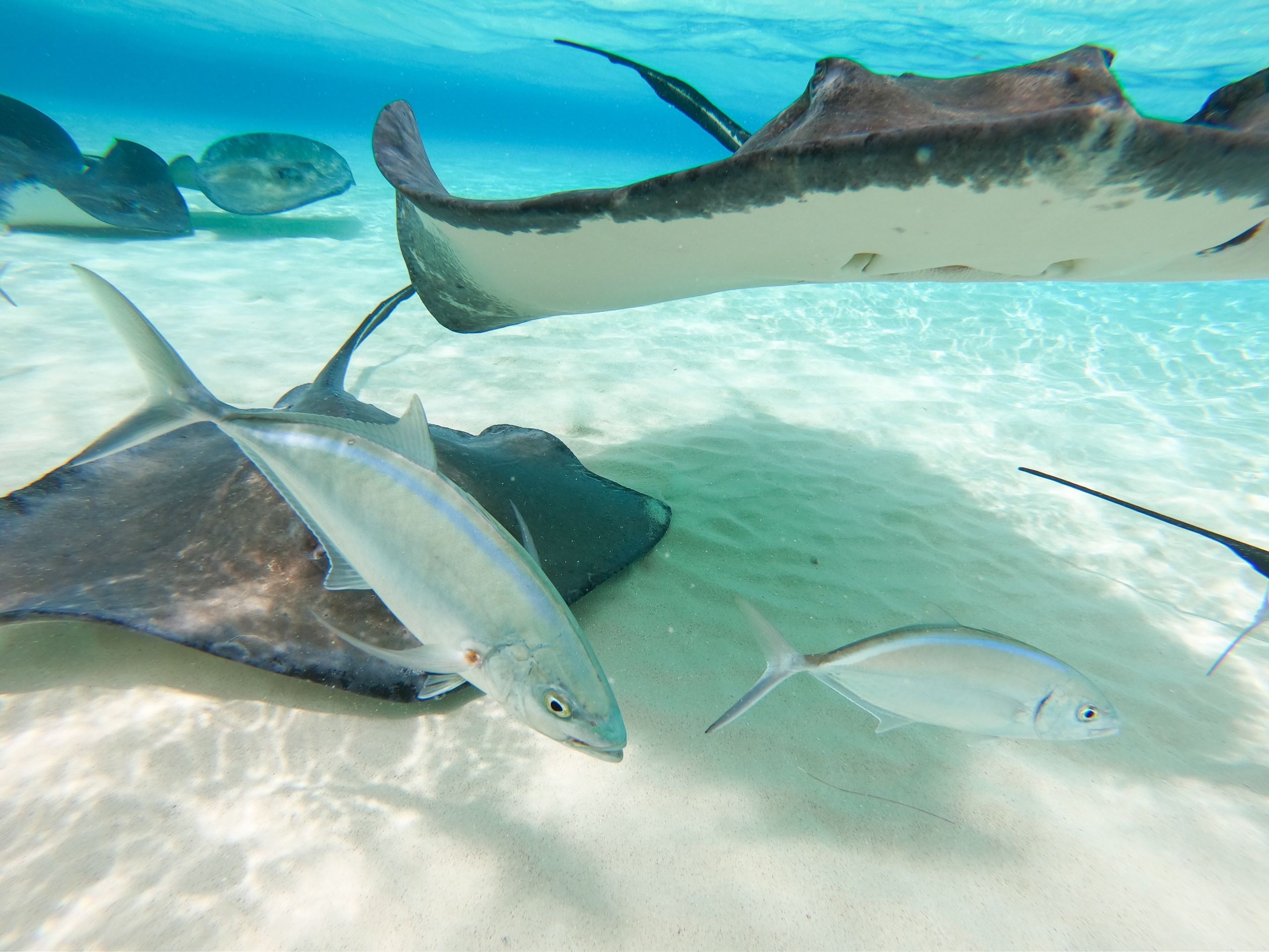 Daily stingray feedings draw on DoE resources, personnel - Cayman Compass