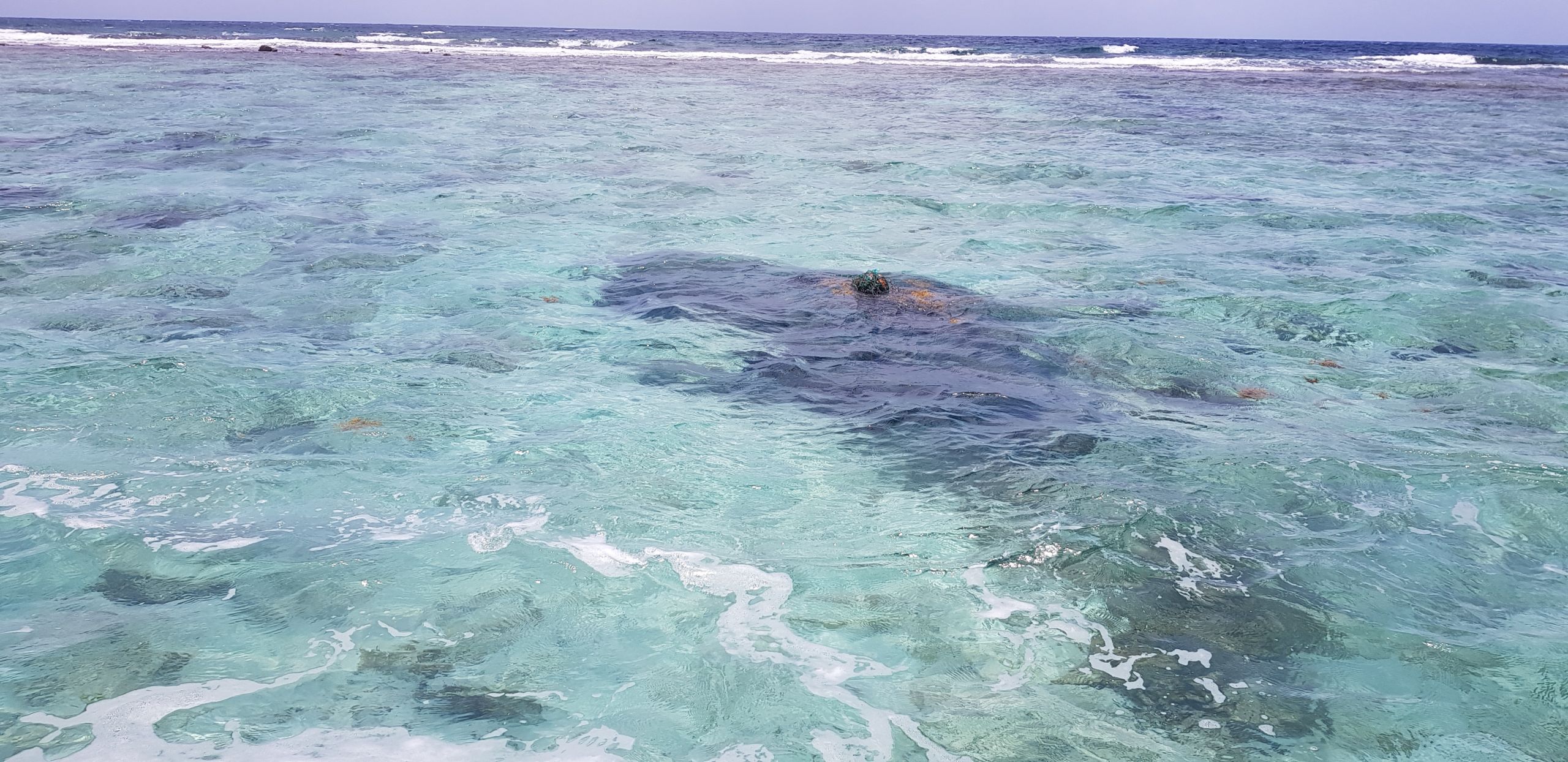 Shark killed as ghost net causes coral damage in South Sound - Cayman ...
