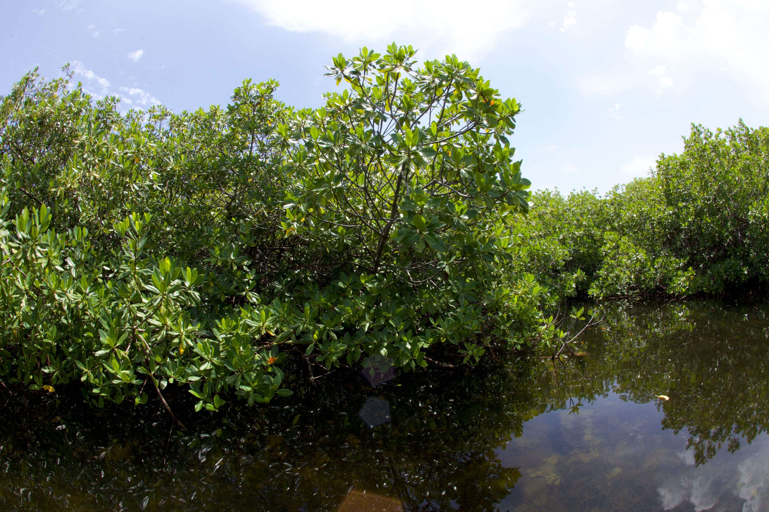 Wanted: Mangrove rangers - Cayman Compass