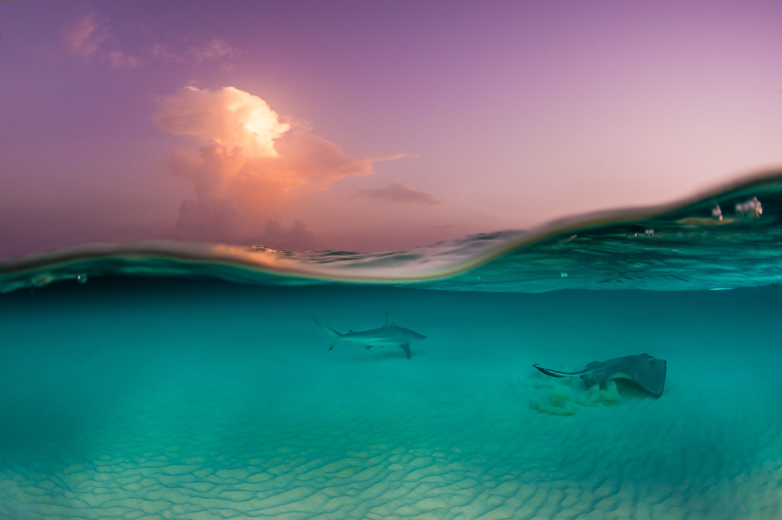 Green recovery proposed for post-COVID Cayman - Cayman Compass