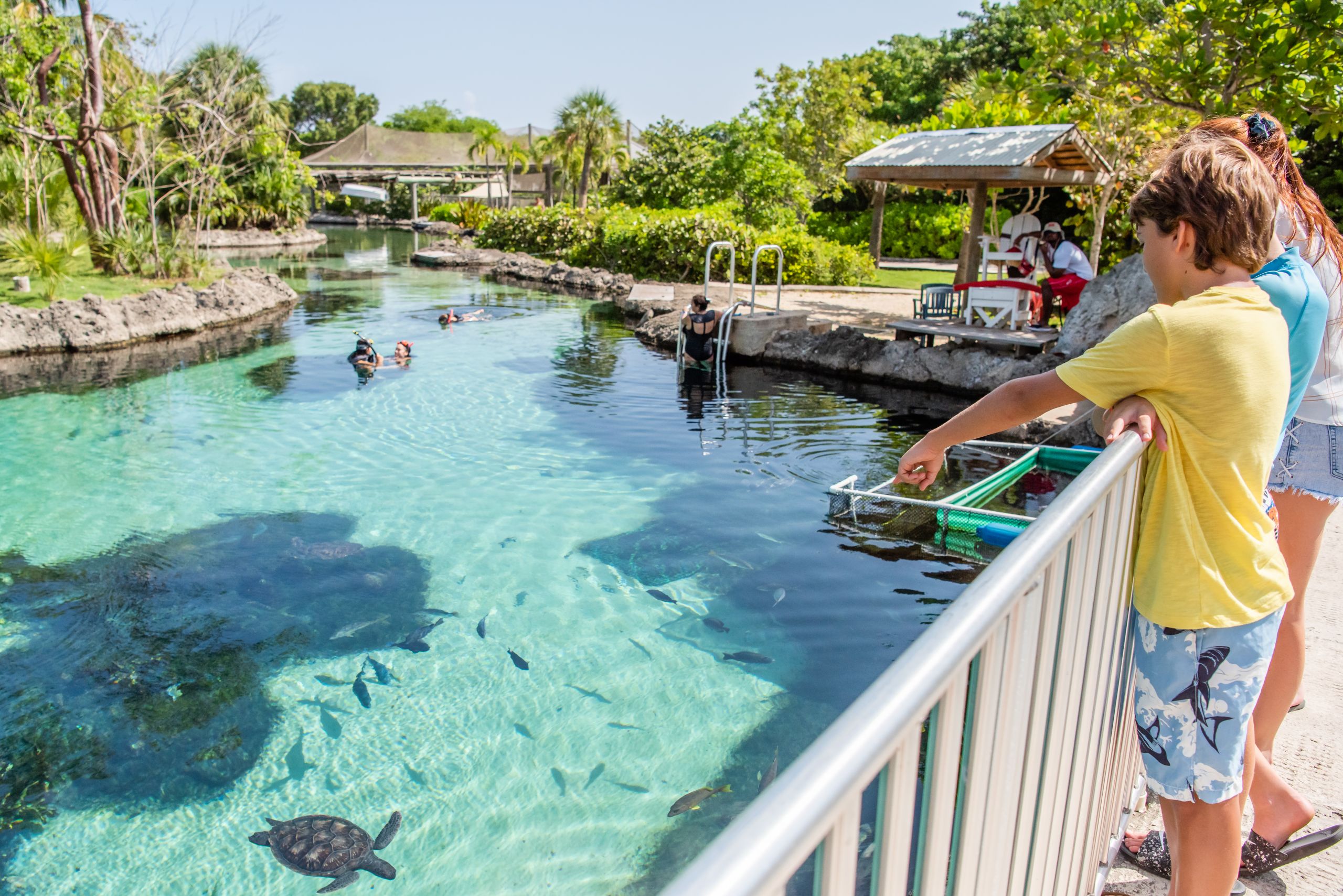Cayman Turtle Centre announces reopening - Cayman Compass