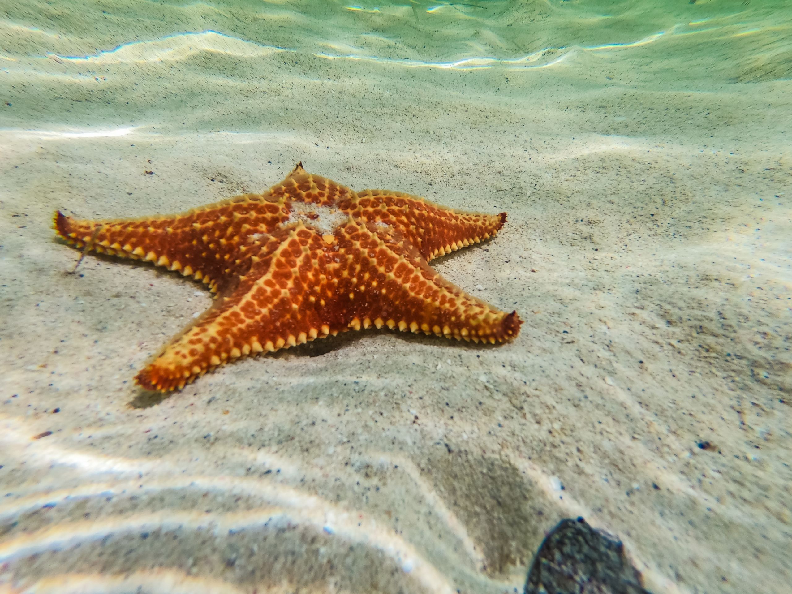 Best Beaches in the Cayman Islands - Cayman Compass