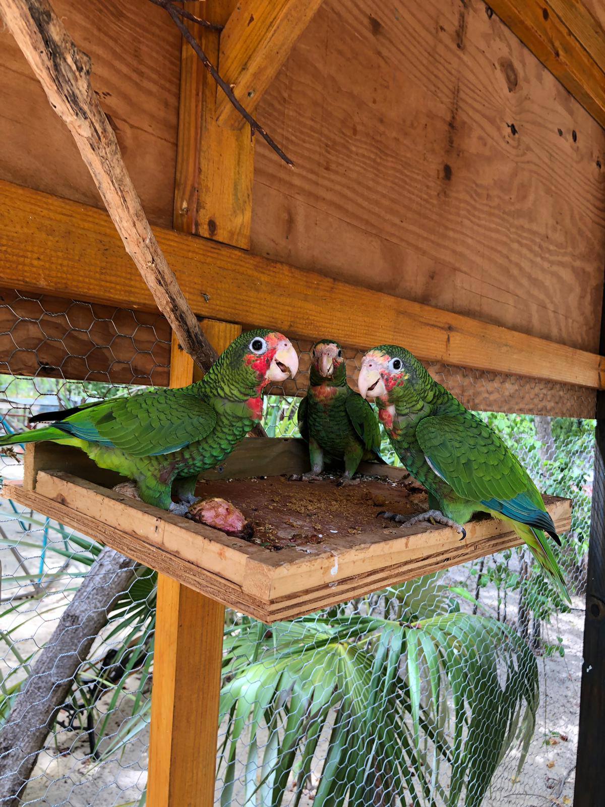 Parrot sanctuary is something to squawk about - Cayman Compass