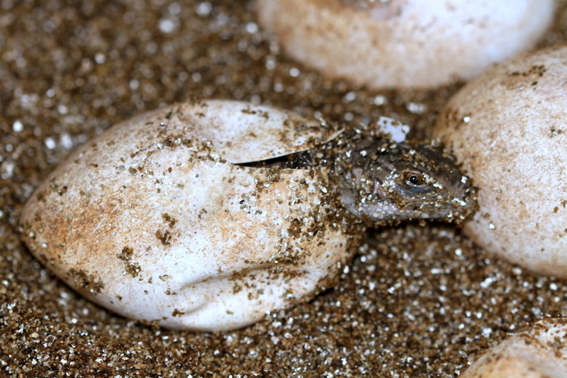 Blue iguana babies abound this season - Cayman Compass