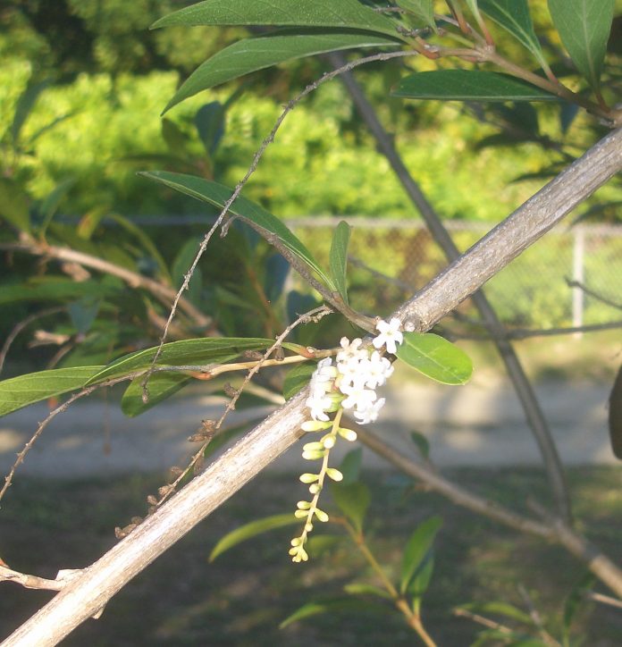 Native Plant of the Week - Cayman Compass