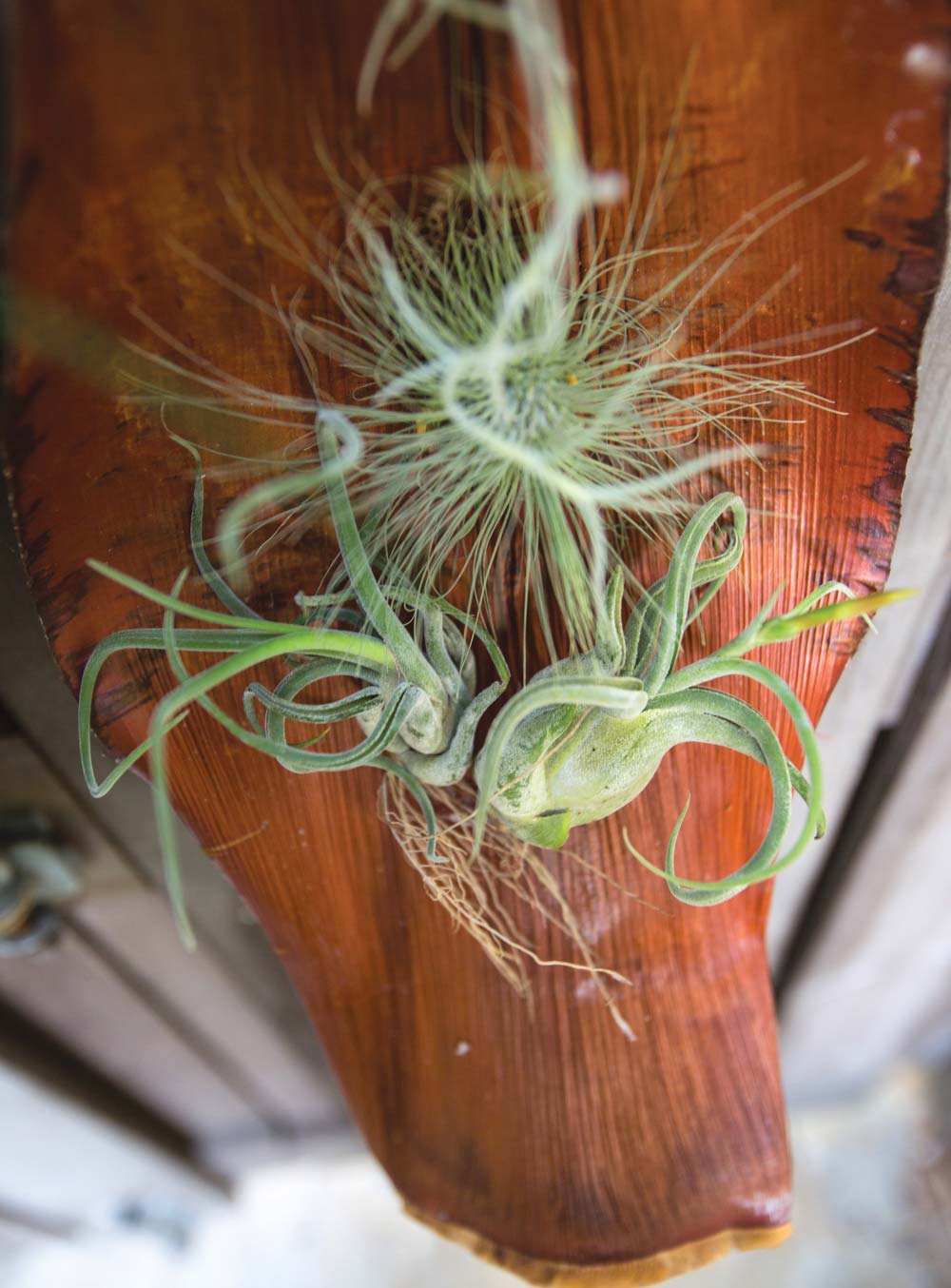 orchid2 - Cayman Compass