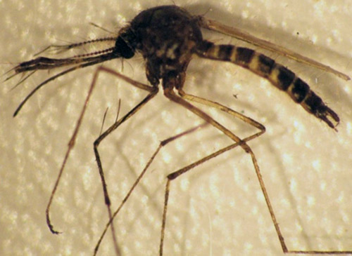 Explainer: What’s up with the mosquitoes? - Cayman Compass