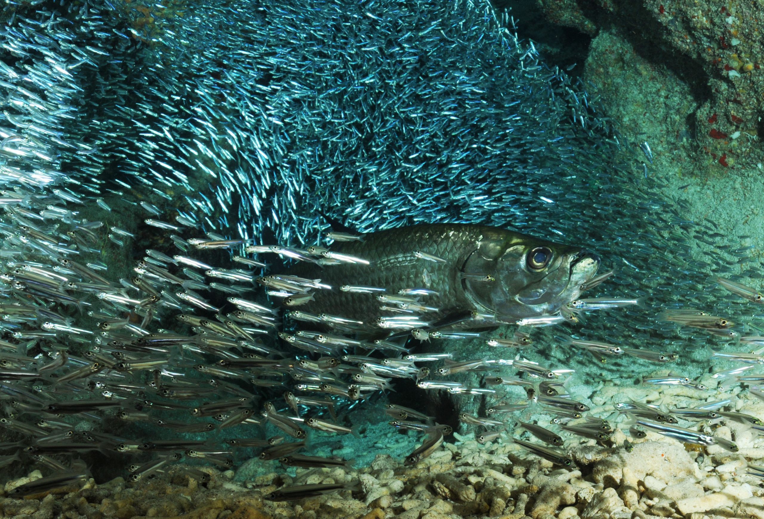 Natural Marine World Tidbits - Cayman Compass