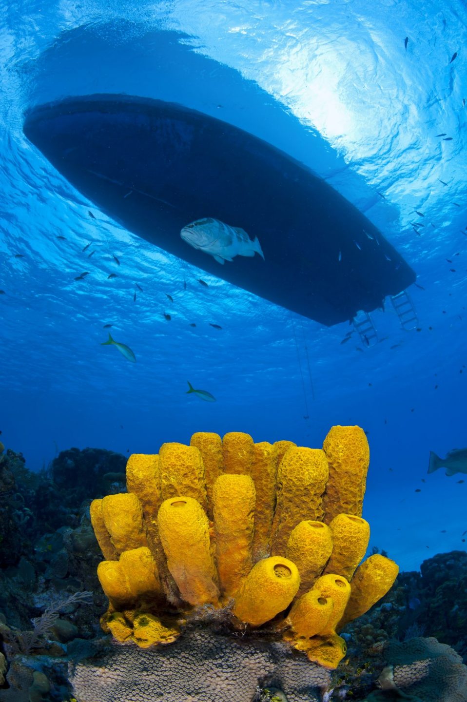 Little Cayman shortlisted for UNESCO World Heritage status - Cayman Compass
