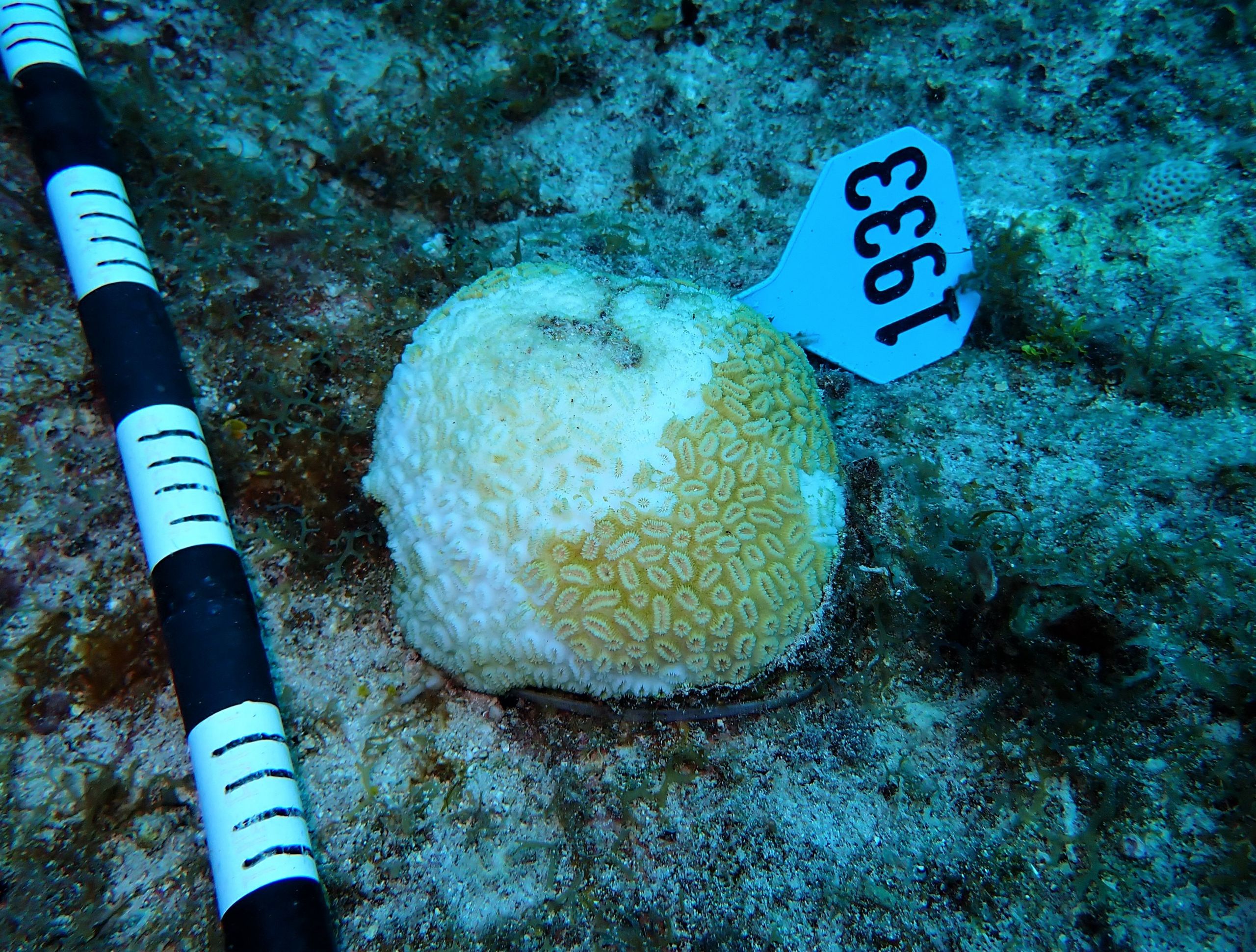 Deadly coral disease found over 4-mile area - Cayman Compass Deadly coral disease found over 4-mile area - Cayman Compass