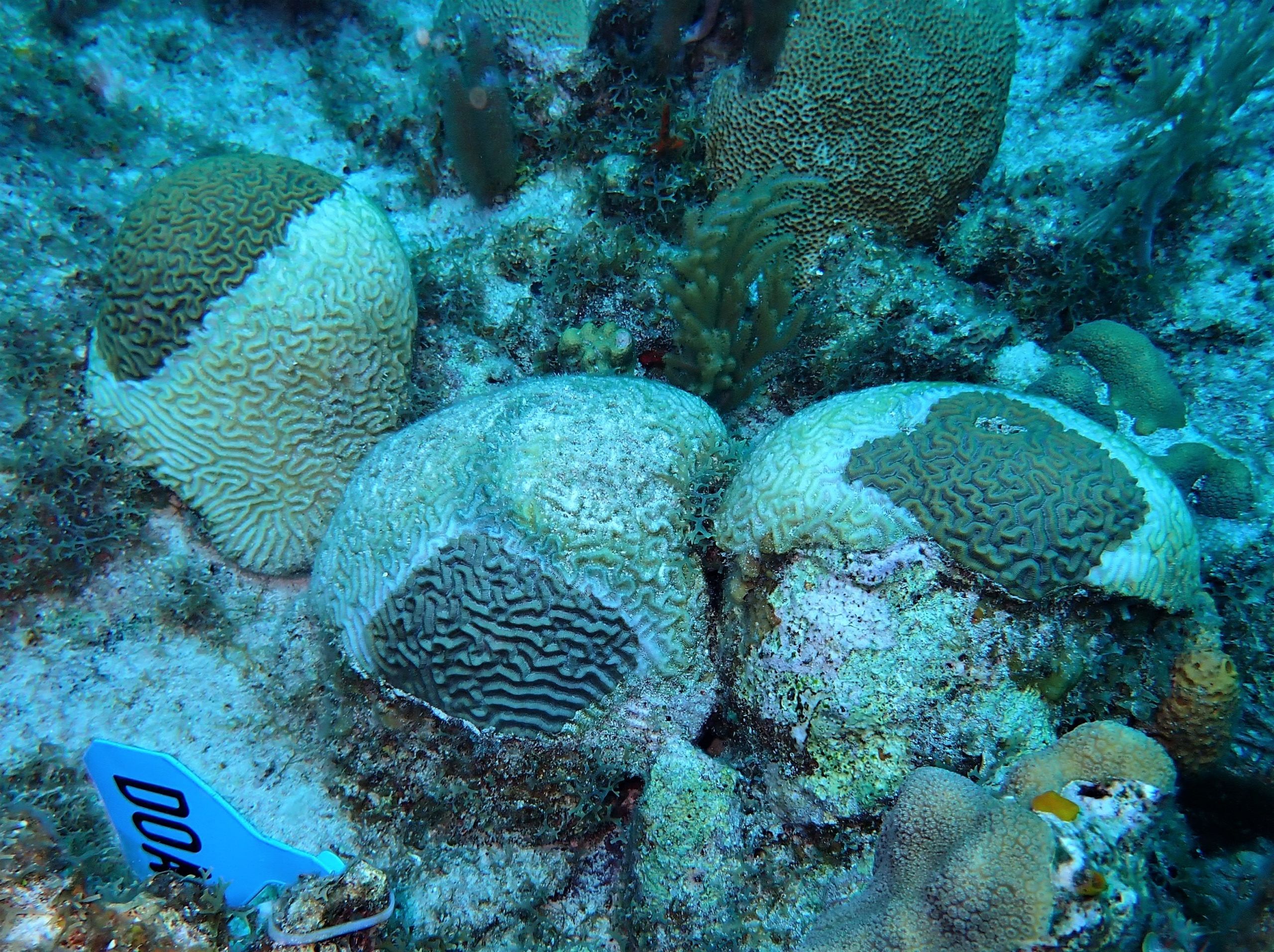 Deadly coral disease found over 4-mile area - Cayman Compass