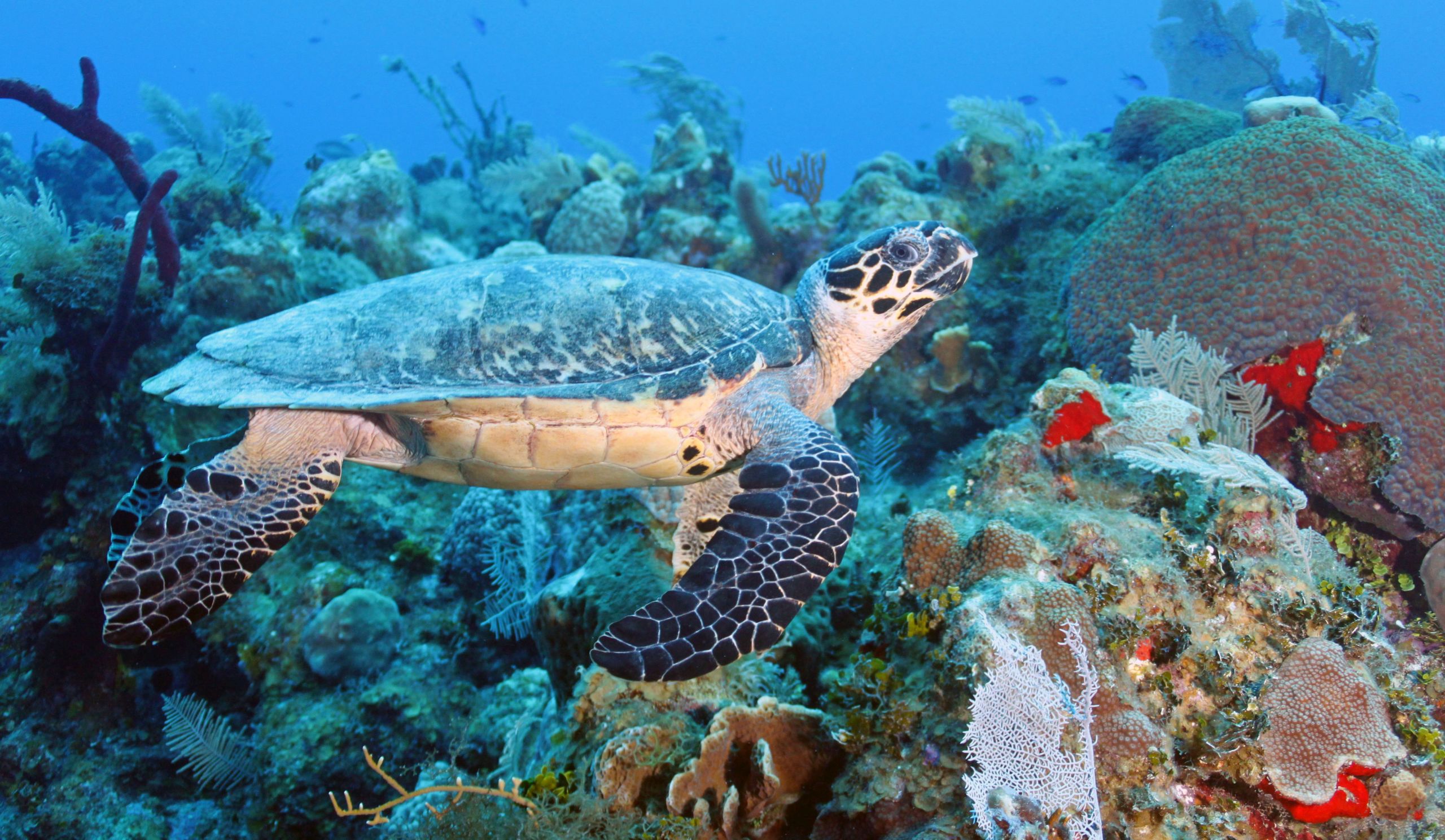 Natural Marine World Tidbits - Cayman Compass
