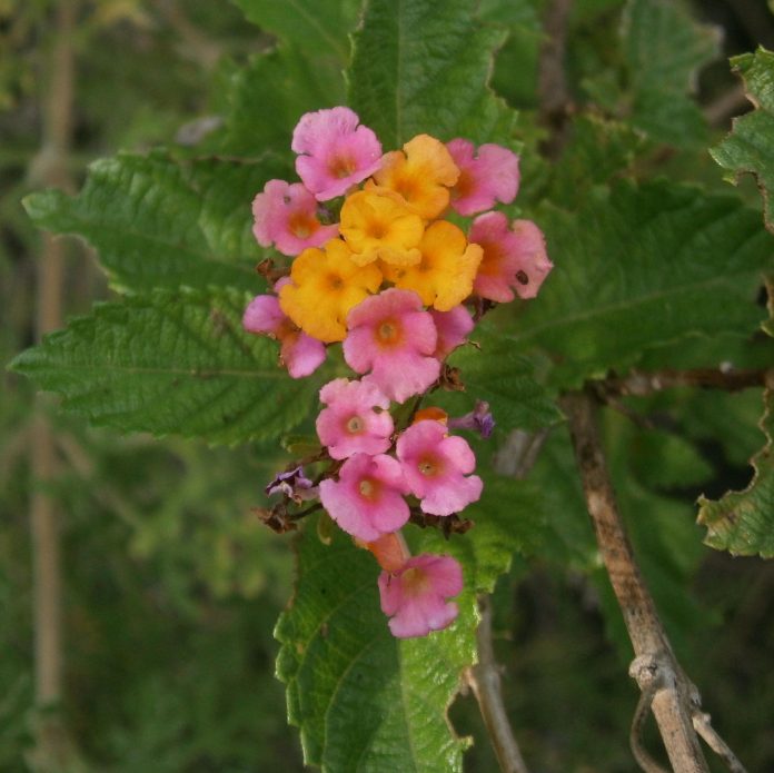 Native plants of Cayman - Cayman Compass