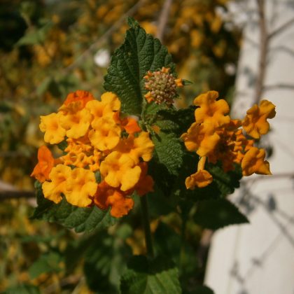 Native plants of Cayman - Cayman Compass