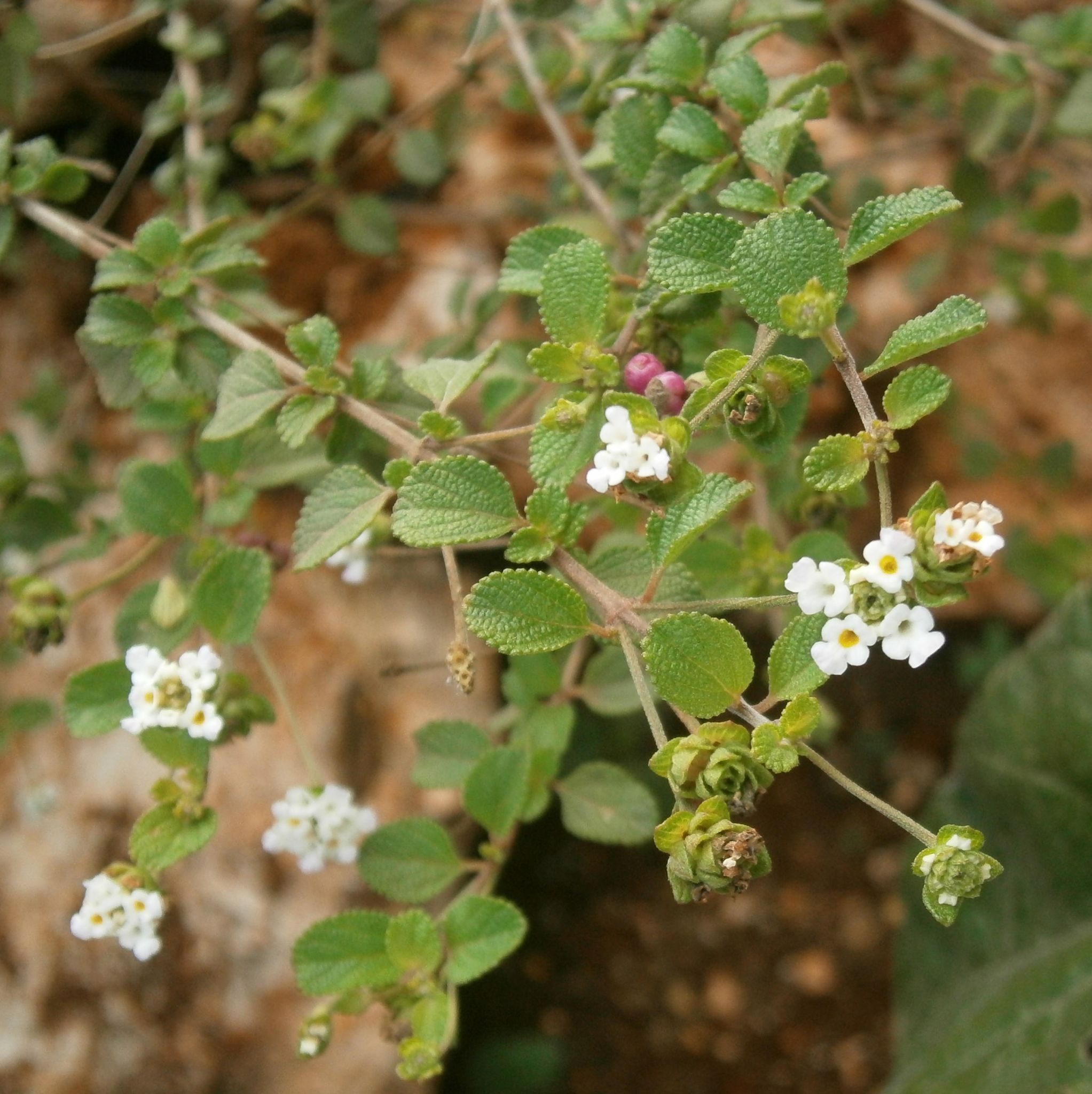 Native plants of Cayman - Cayman Compass