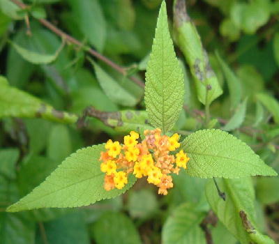 Native plants of Cayman - Cayman Compass