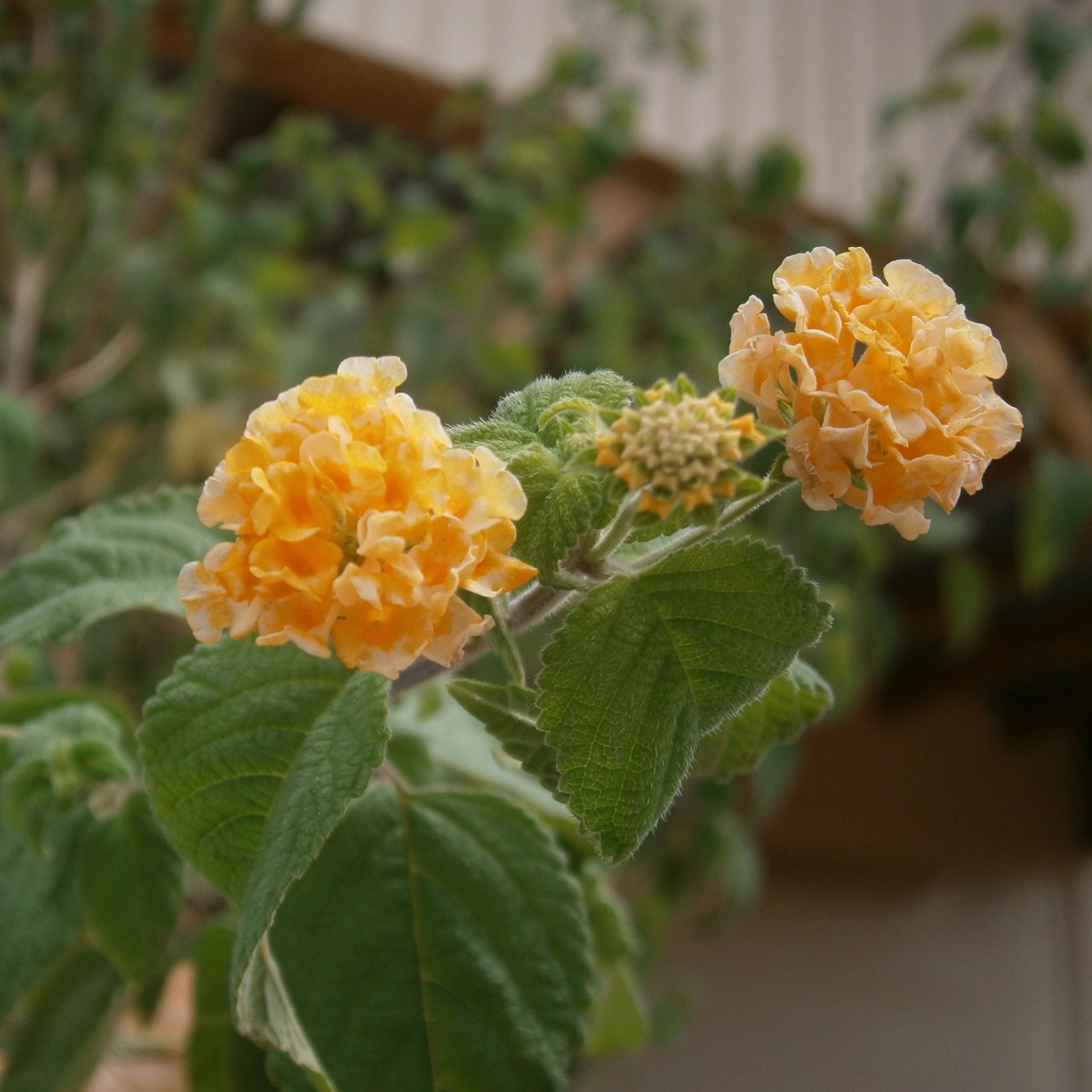 Native plants of Cayman - Cayman Compass