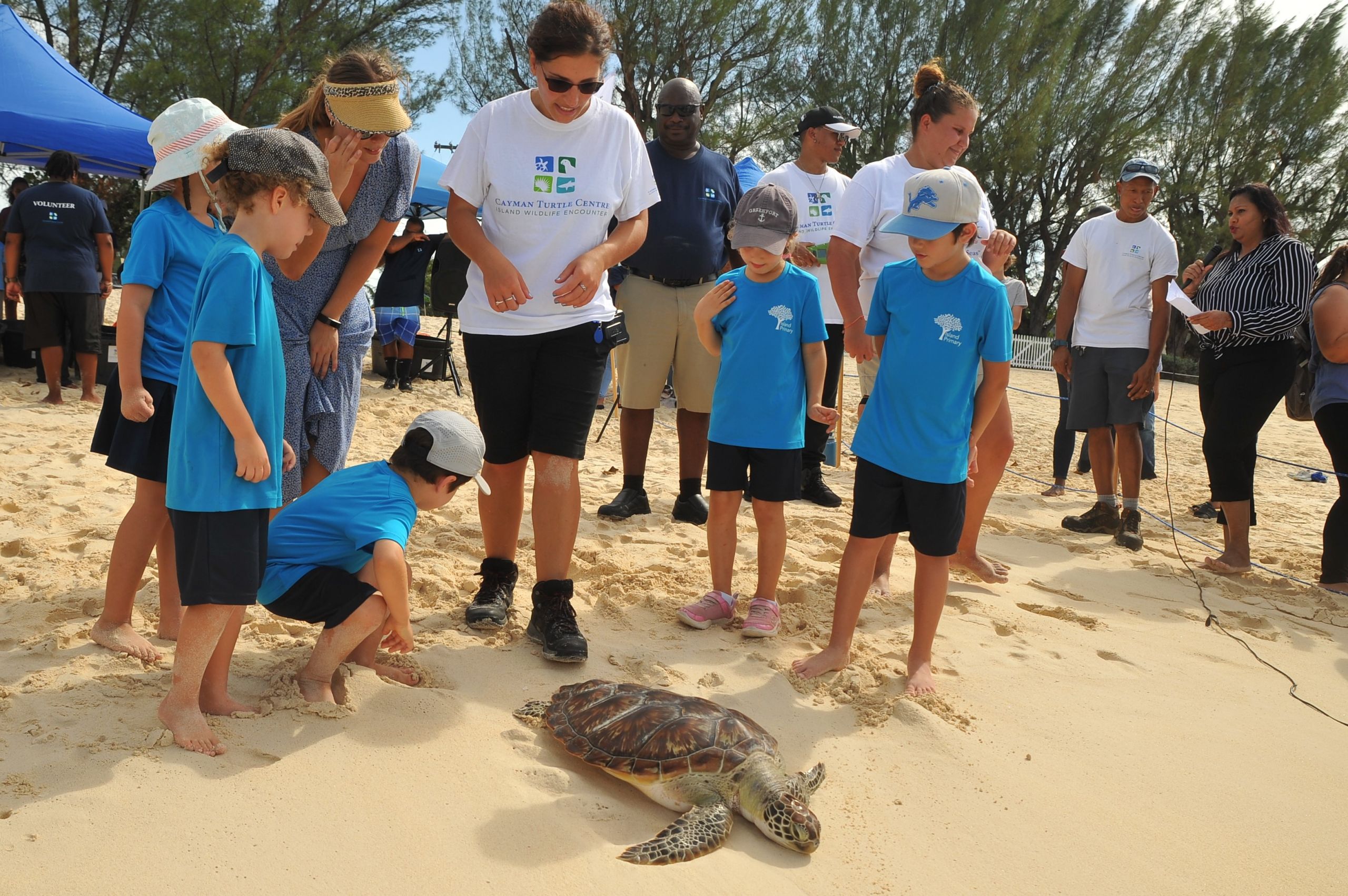 Video: 2020 Pirates Week turtle release - Cayman Compass