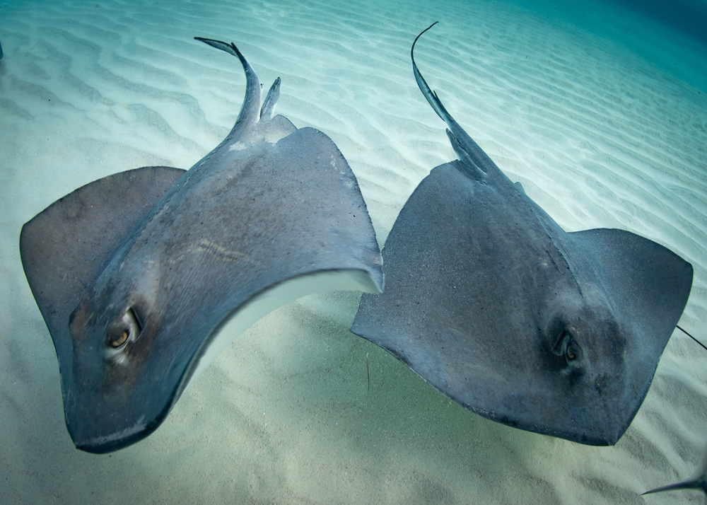 Gov't funds water-sports operators to feed stingrays - Cayman Compass