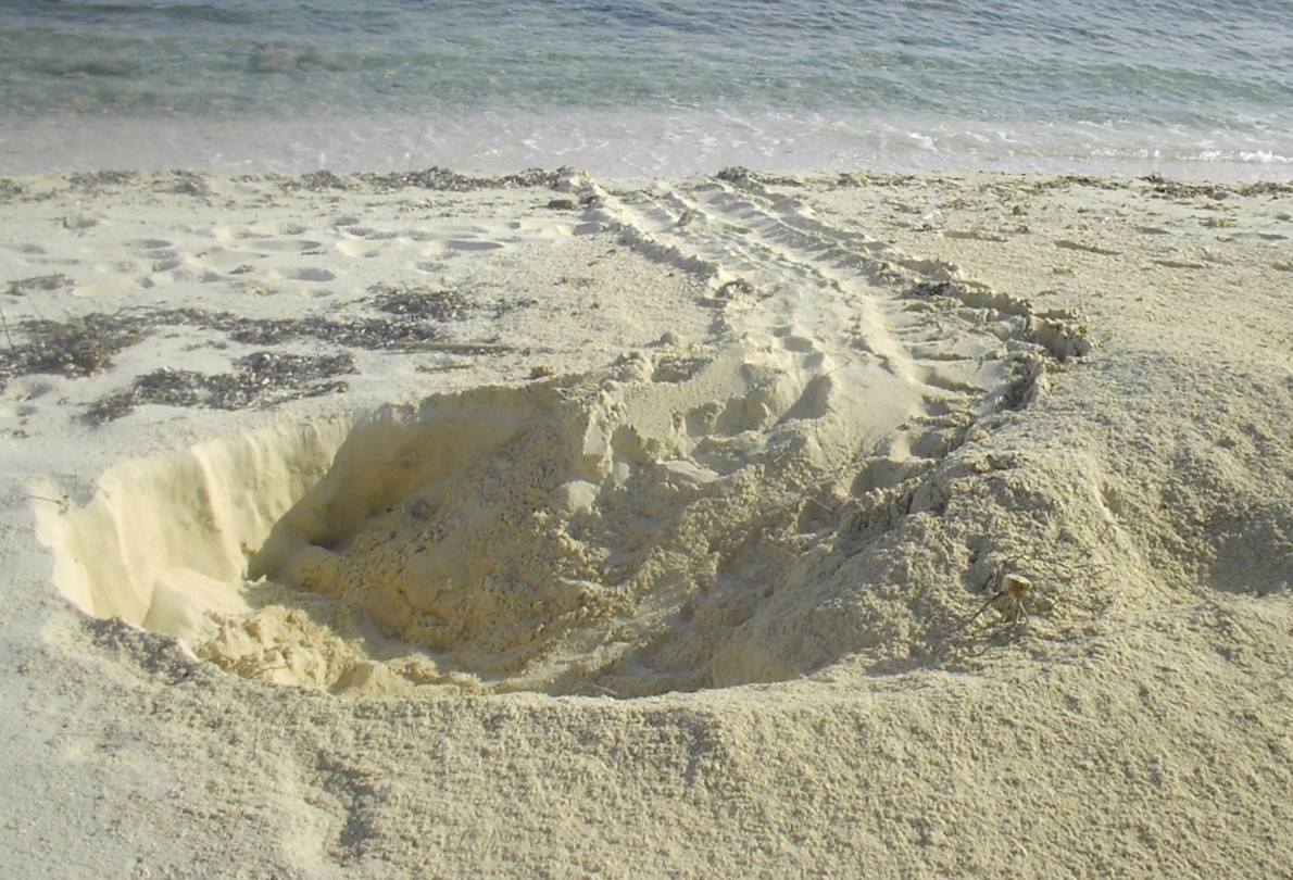 Report: 22 years of monitoring shows large increase in turtle nests ...