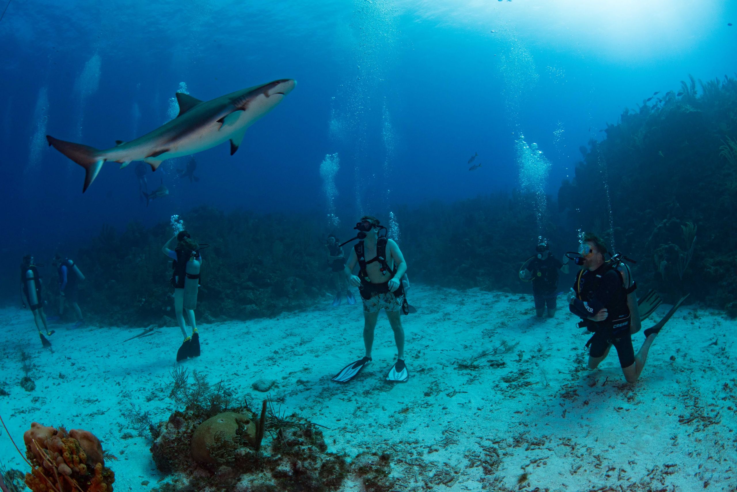 Close encounters help change fearsome image of sharks - Cayman Compass