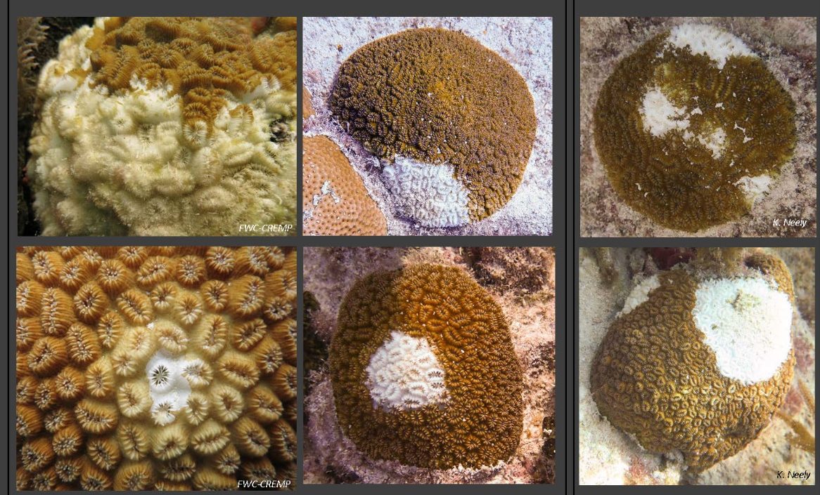 DoE seeking extra funding to combat deadly coral disease - Cayman Compass