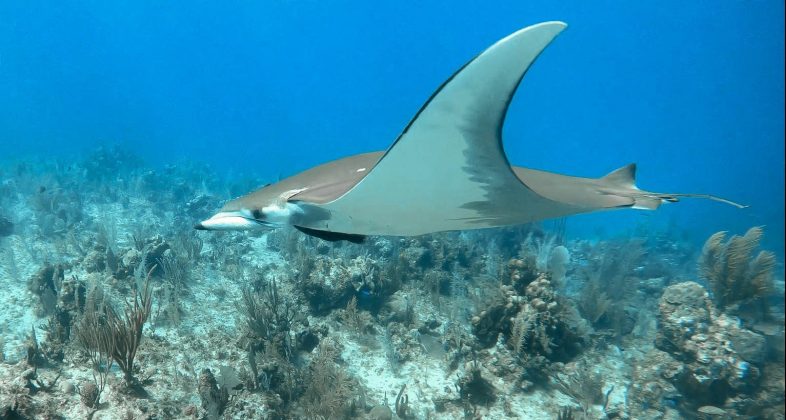 Rarely seen Chilean devil ray makes a splash - Cayman Compass