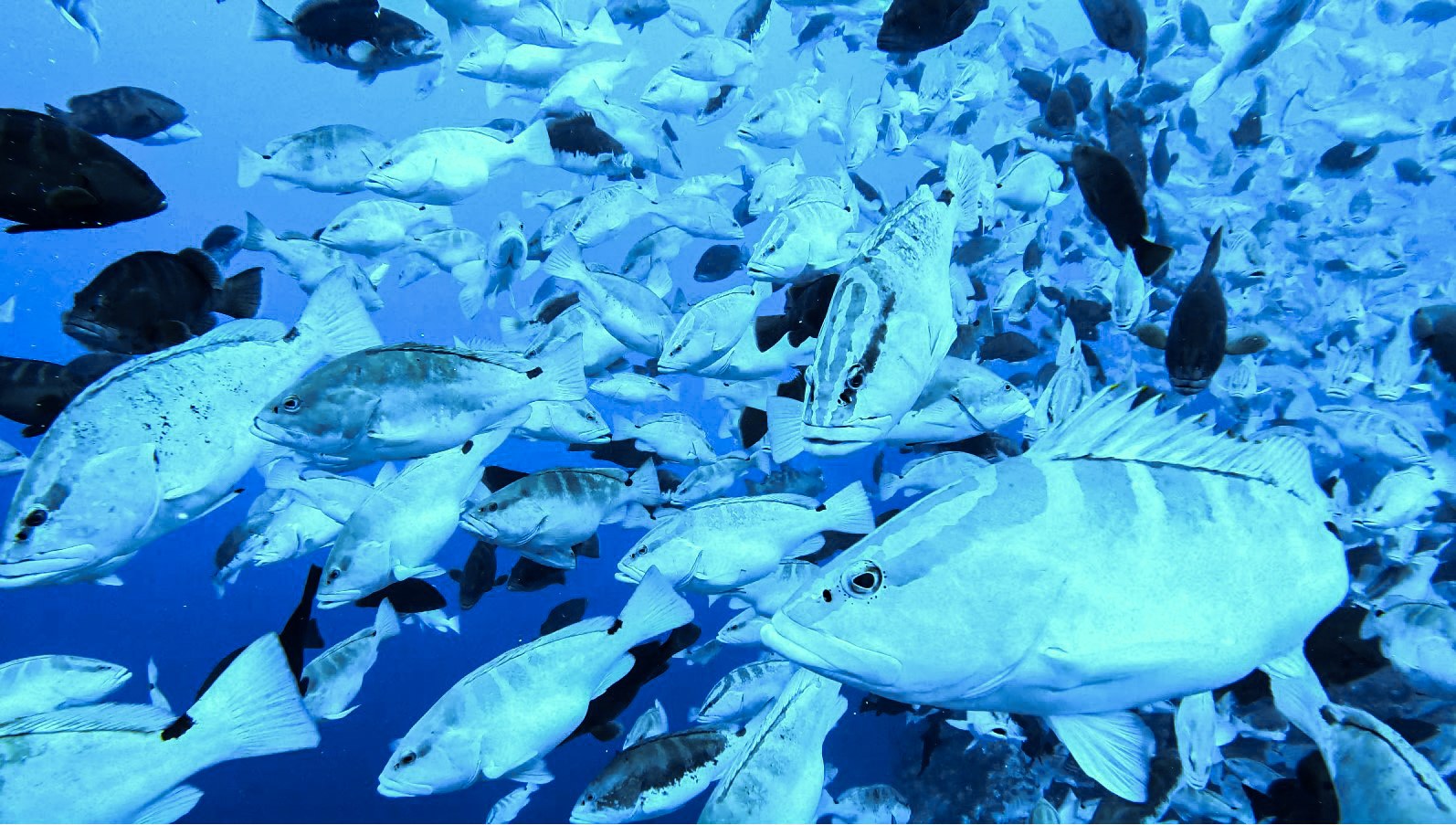 Nassau groupers put on a show - Cayman Compass