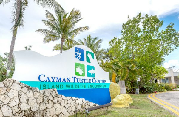 Turtle Centre worker in court after stabbed man dies - Cayman Compass