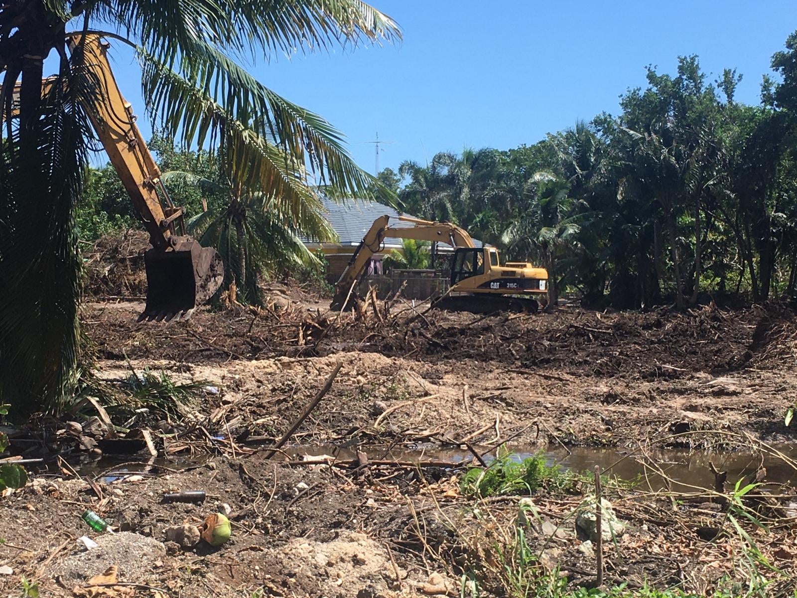 Stop notices issued after illegal mangrove clearing - Cayman Compass