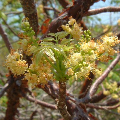 Native plants of Cayman - Cayman Compass