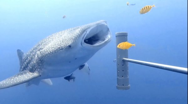 Underwater cameras to give insight into OT marine life - Cayman Compass